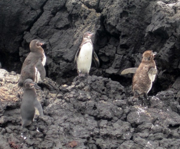 Penguin With a Pocket Square of Blue – State of the Planet