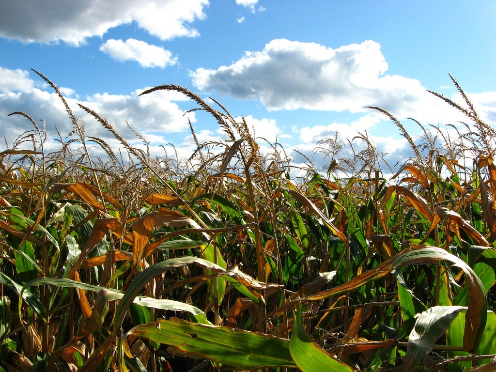 Climate-Ready Crops: The Pros and Cons – State of the Planet