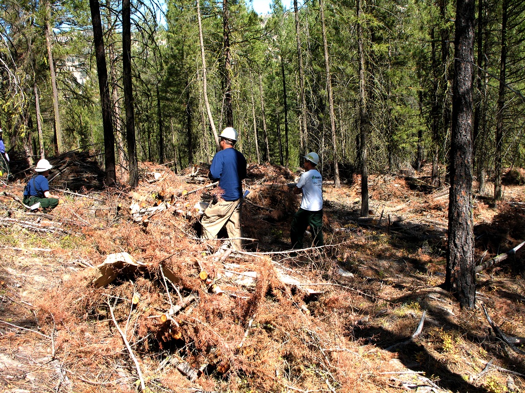 Is Biomass Really Renewable? – State of the Planet