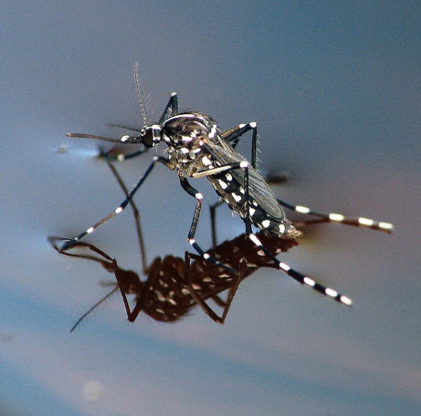 Mosquito Traps for the Future – State of the Planet