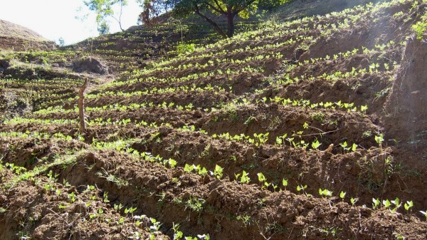 Restoring Damaged Ecosystems – The Challenge of Haiti – State of the Planet