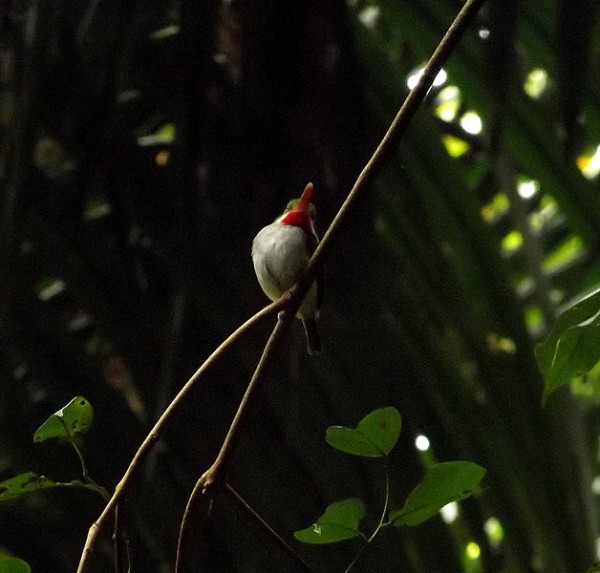 Study Rainforest Ecology in Puerto Rico with SEE-U – State of the Planet
