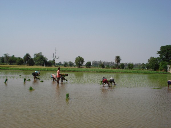 What’s in Your Rice? A Look at Where Rice in the U.S. Comes from ...