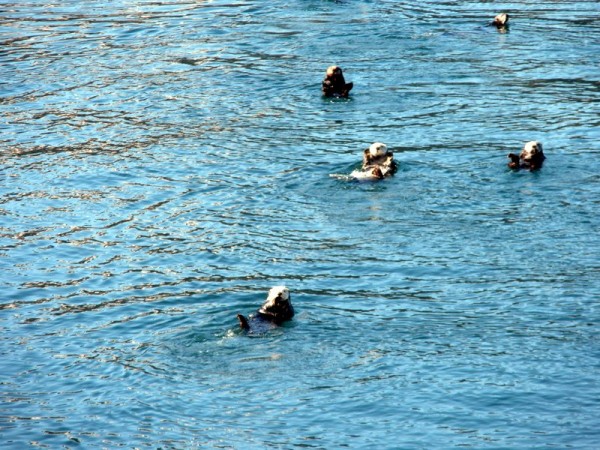 Exploring the Bering Sea Ecosystem – State of the Planet
