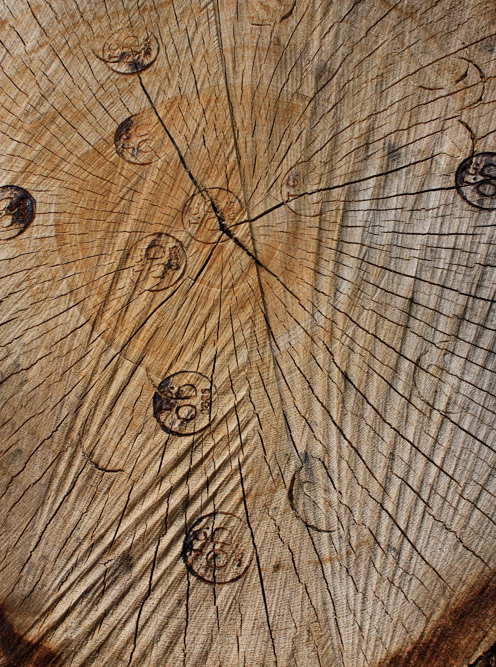 Tree-Ring Science in a Log Yard? – State of the Planet