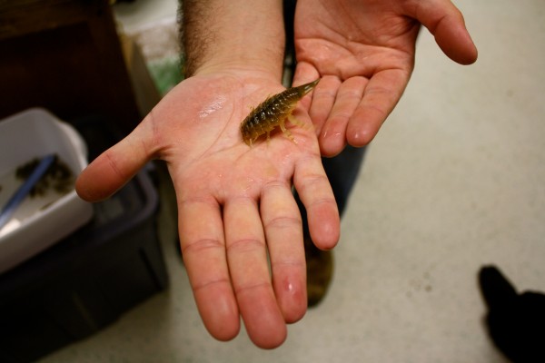 Science, Creativity and Isopods – State of the Planet