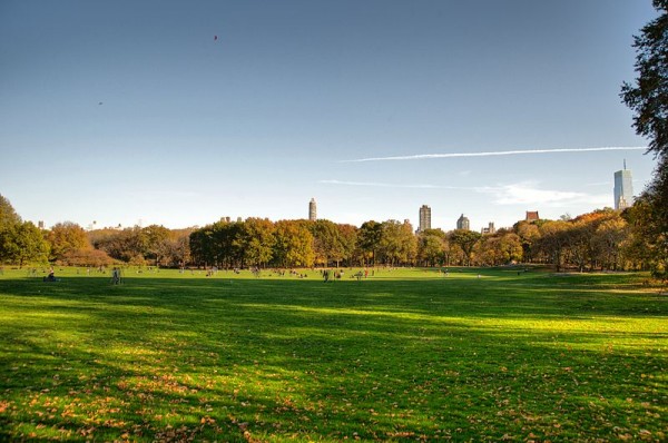 Urban Trees Fight CO2 Emissions – State of the Planet
