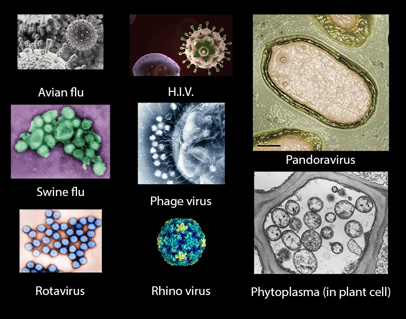 Notes from an Increasingly Lonely Planet: Humongous Killer Viruses and ...