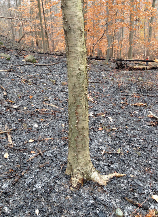 Fire on the Mountain, Fire in the ‘Burbs – State of the Planet