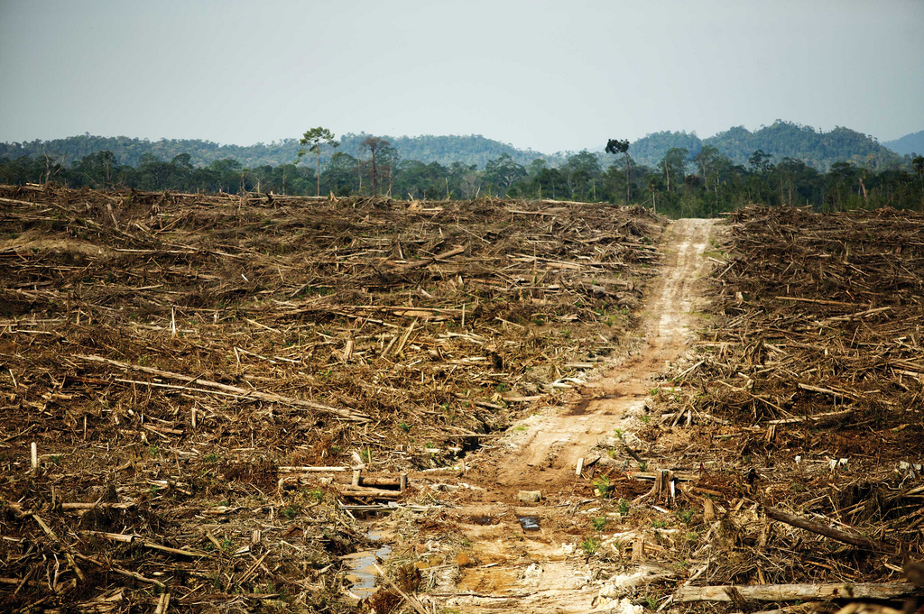 Making Progress on Deforestation – State of the Planet