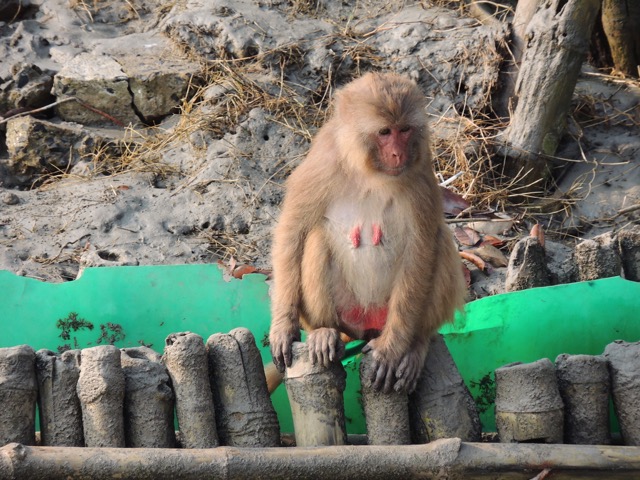 Indian Sundarban – State of the Planet