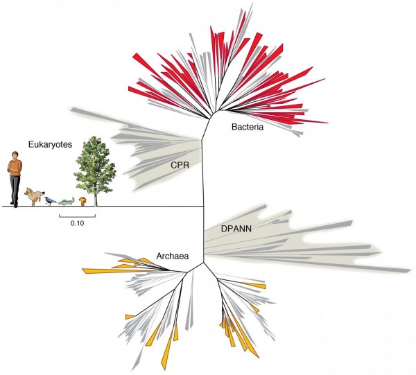 Subsurface Discovery Sprouts a New Branch on the Tree of Life – State ...