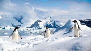 Antarctica’s Wildlife in a Changing Climate – State of the Planet
