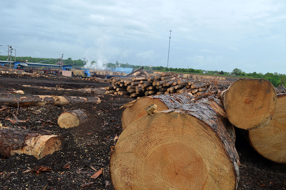 Photo Essay: High in the Hills, Climate May Challenge Forests – State ...