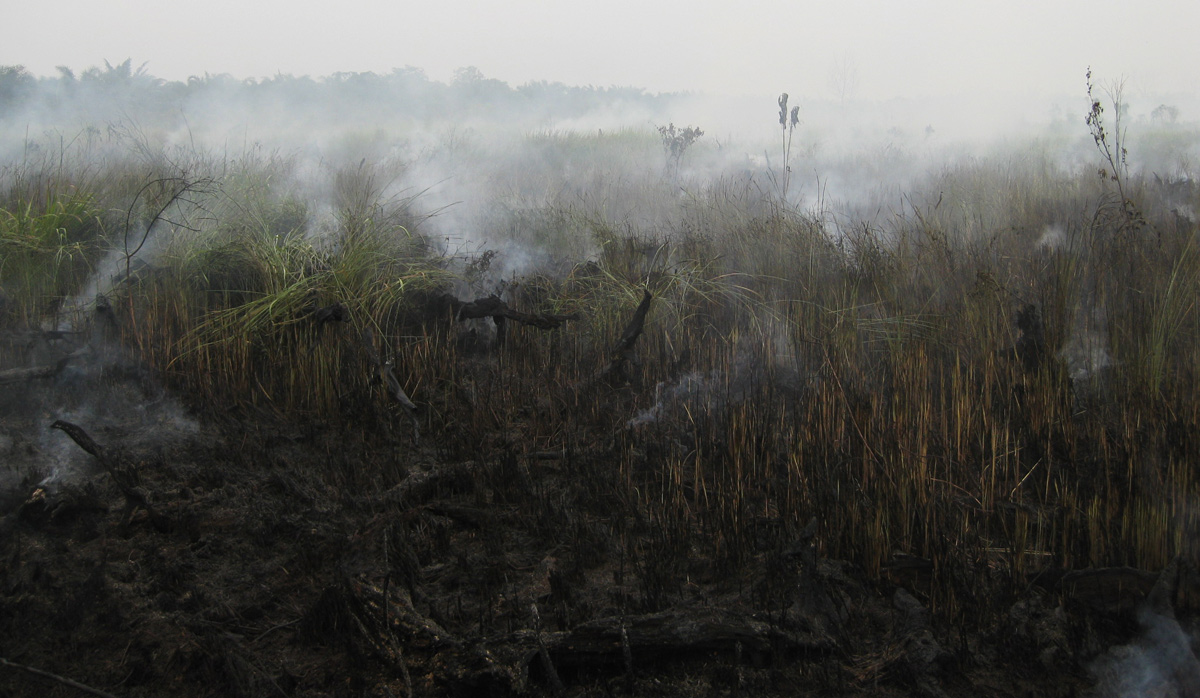 Peat Fires Choking Southeast Asia Pose a New Threat to Global Climate ...