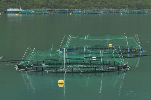 Making Fish Farming More Sustainable – State of the Planet