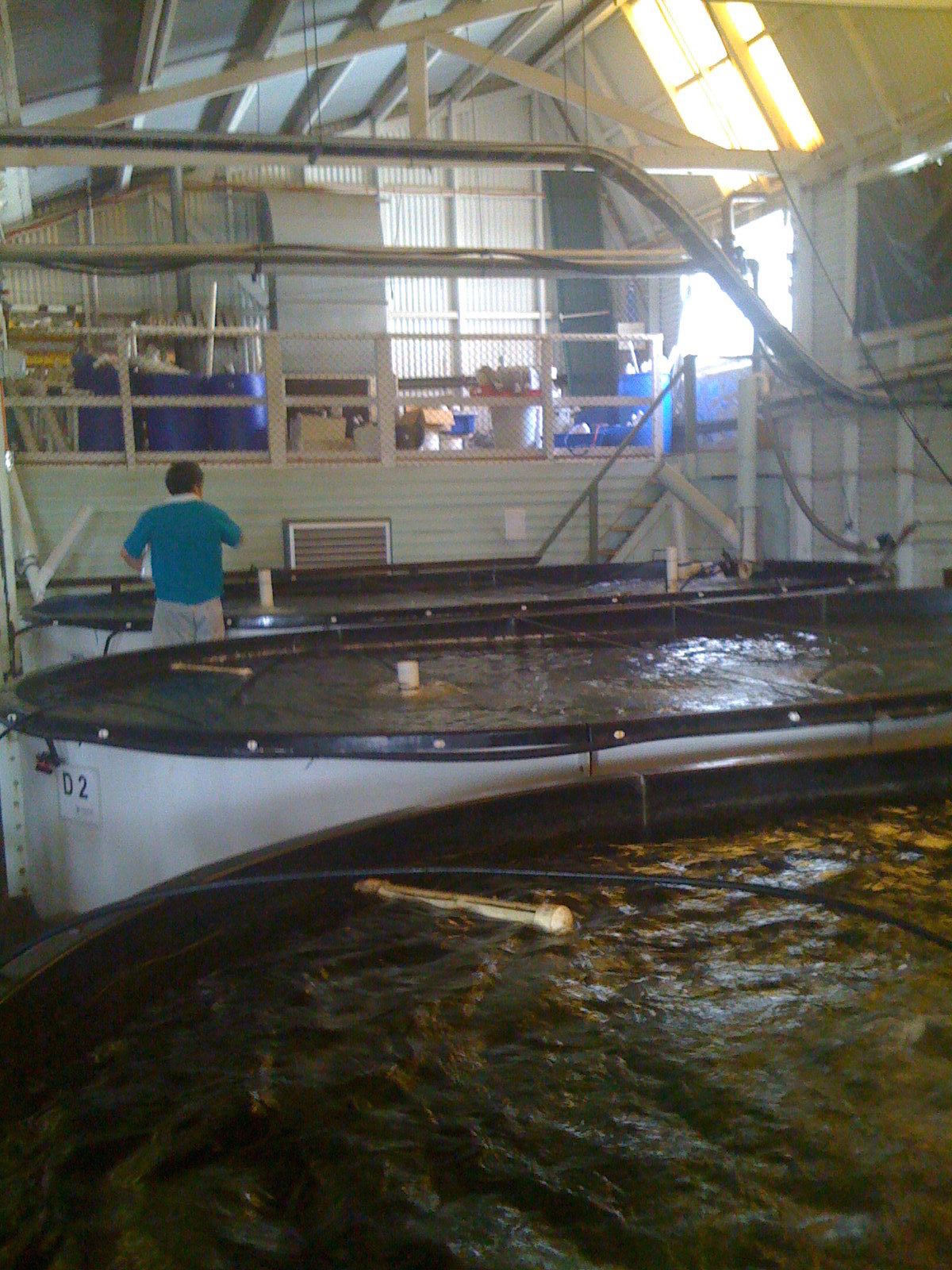 Making Fish Farming More Sustainable – State of the Planet