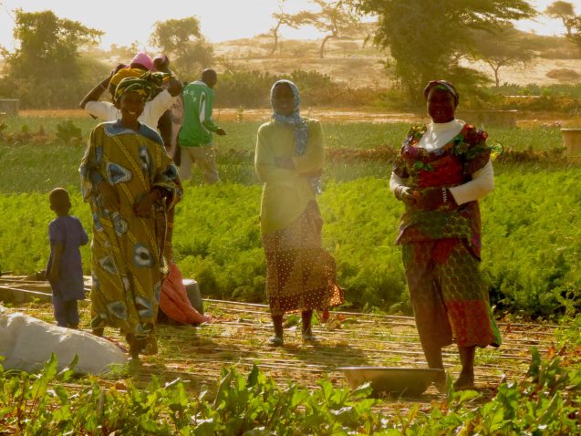 Helping Senegalese Farmers with Smart Solar – State of the Planet