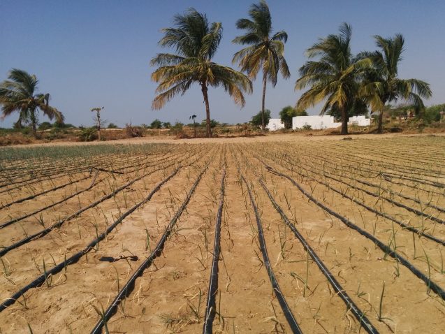 Helping Senegalese Farmers with Smart Solar – State of the Planet