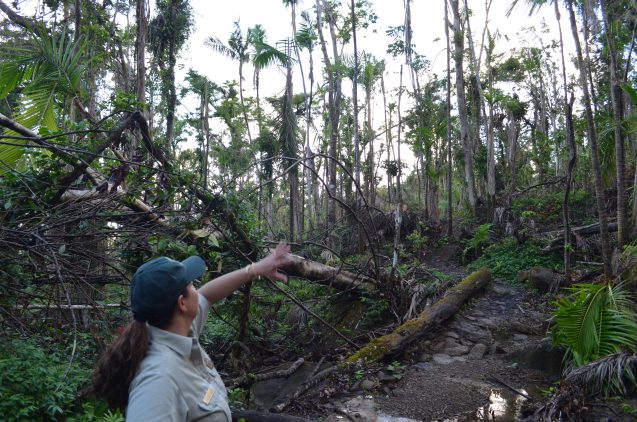 Climate Change and the Re-Greening of Puerto Rico – State of the Planet
