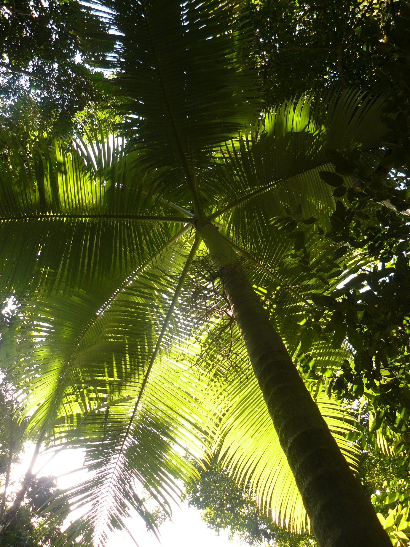 Palm Trees Are Spreading Northward. How Far Will They Go? – State of ...