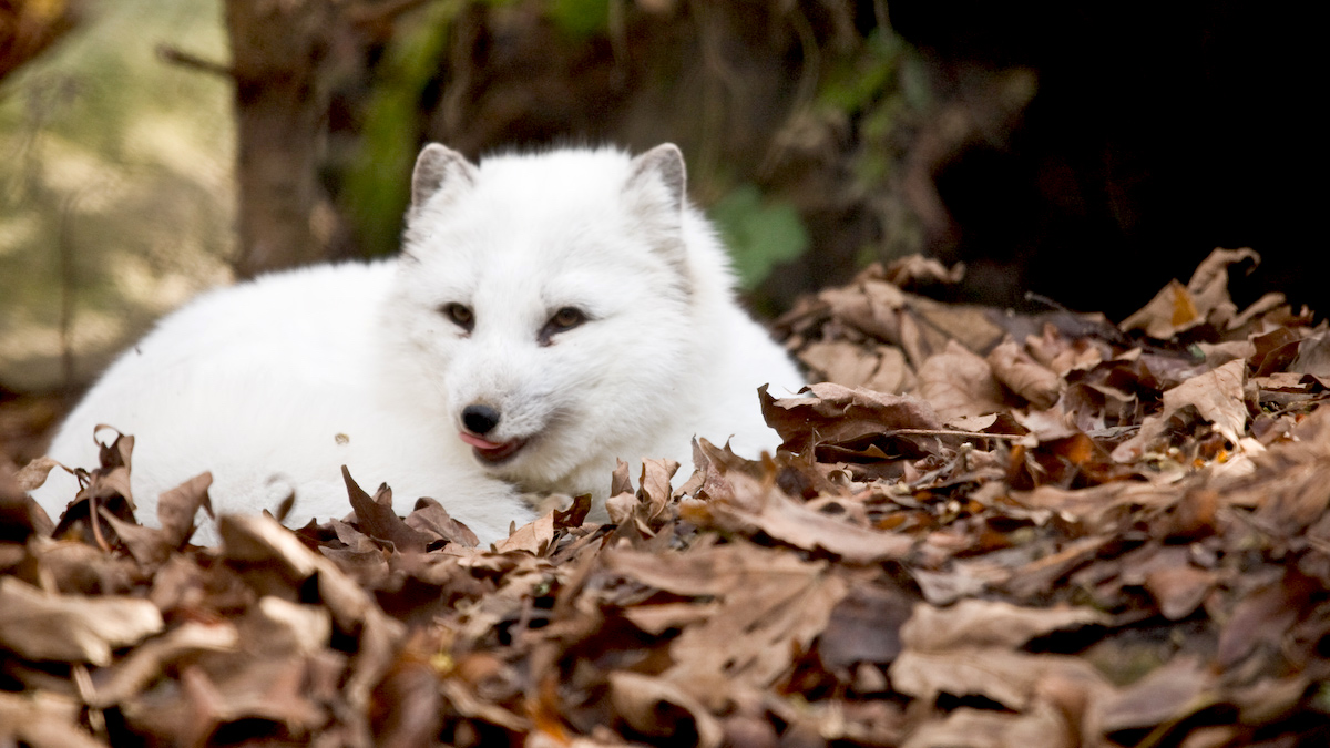 What Helps Animals Adapt (or Not) to Climate Change? – State of the Planet