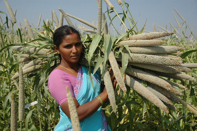 In India, Swapping Crops Could Save Water and Improve Nutrition – State ...