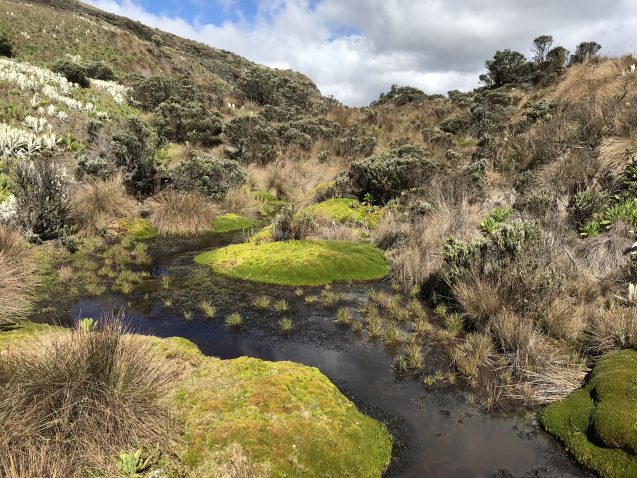 This Unique Andean Ecosystem is Warming Almost as Fast as the Arctic ...