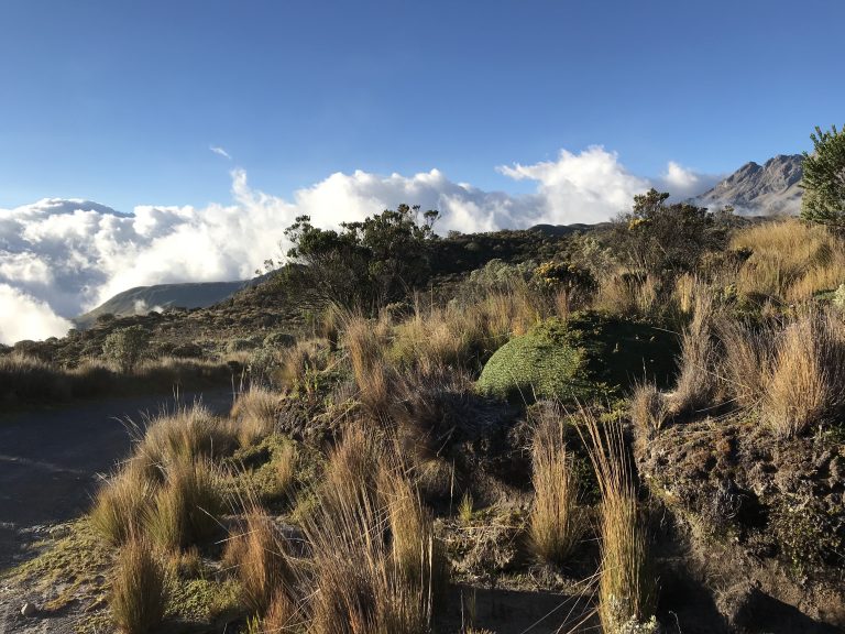 This Unique Andean Ecosystem is Warming Almost as Fast as the Arctic ...