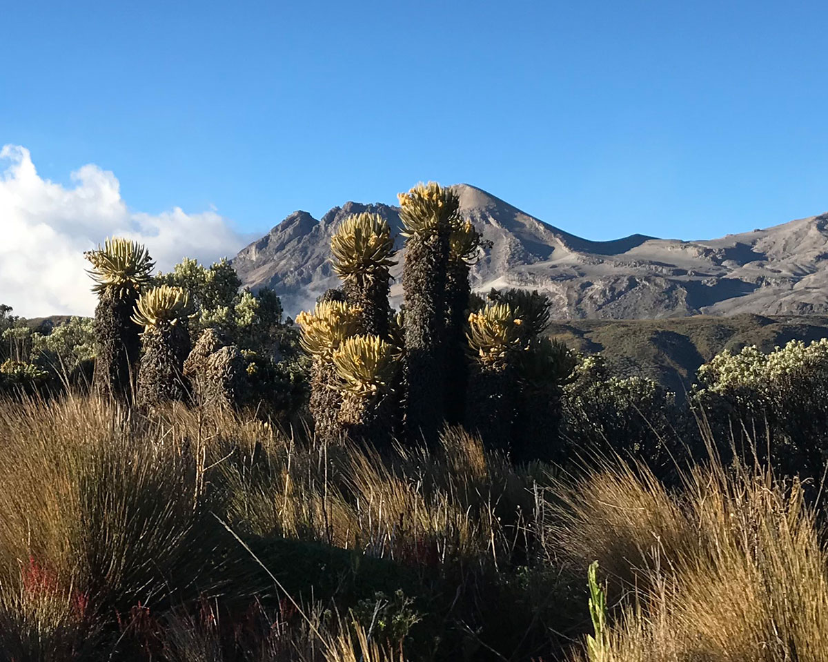 This Unique Andean Ecosystem is Warming Almost as Fast as the Arctic ...