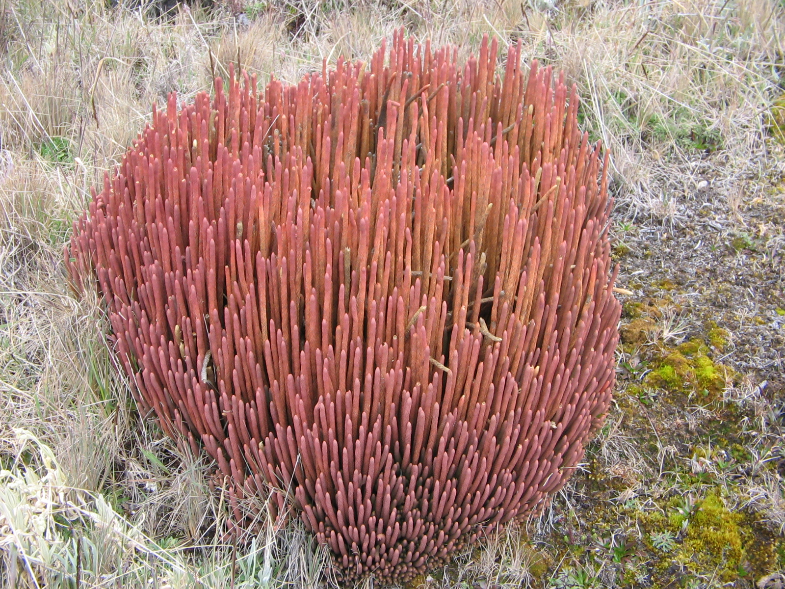 This Unique Andean Ecosystem is Warming Almost as Fast as the Arctic ...