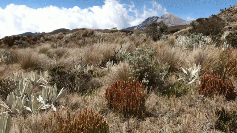 This Unique Andean Ecosystem is Warming Almost as Fast as the Arctic ...