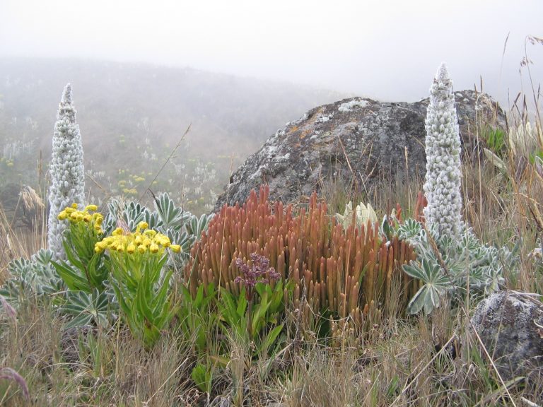 This Unique Andean Ecosystem is Warming Almost as Fast as the Arctic ...
