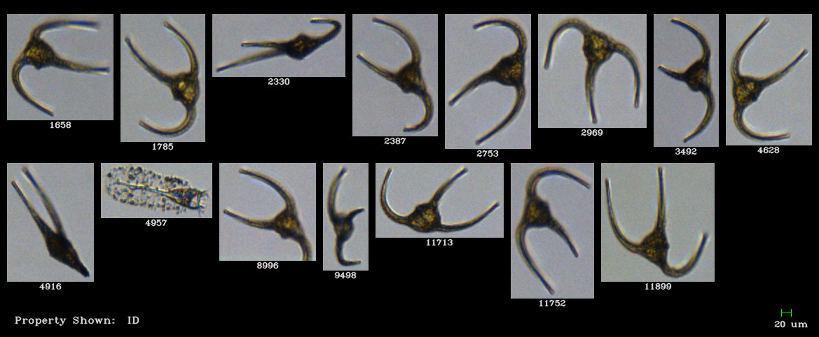 Data Science Students Team Up With Marine Biologist – State of the Planet