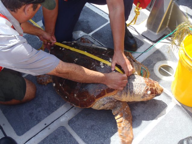 Why Endangered Species Matter – State of the Planet