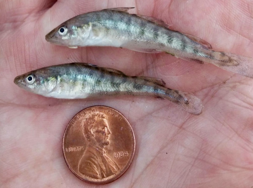 On June 1st, Fish Will Be Filling Our Nets All Around New York City ...