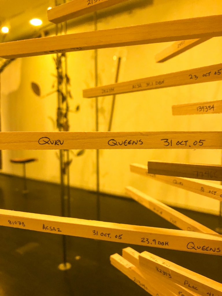 ‘Offsetted’ Art Exhibit Explores Humanity’s Relationship to Trees ...