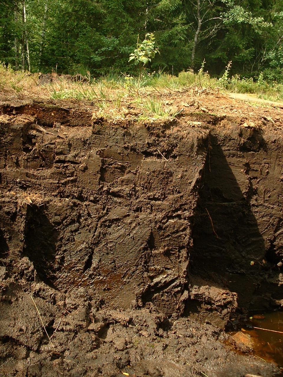Northern Peatlands Contain Twice as Much Carbon as Previously Thought ...
