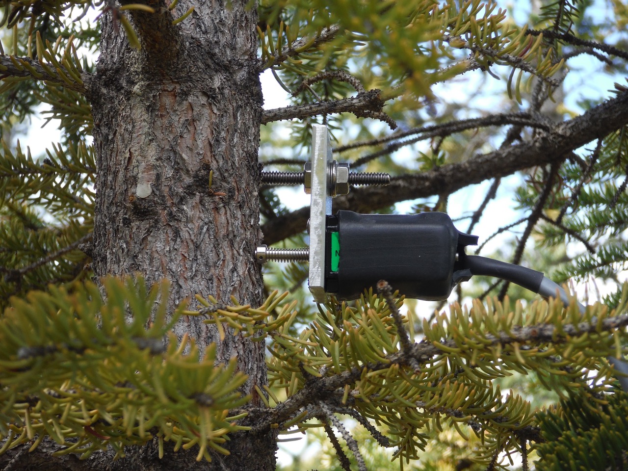 The Secret Life of Trees – State of the Planet