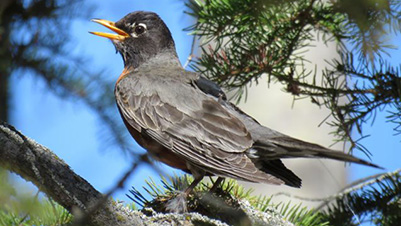 American Robins Now Migrate 12 Days Earlier Than in 1994 – State of the ...