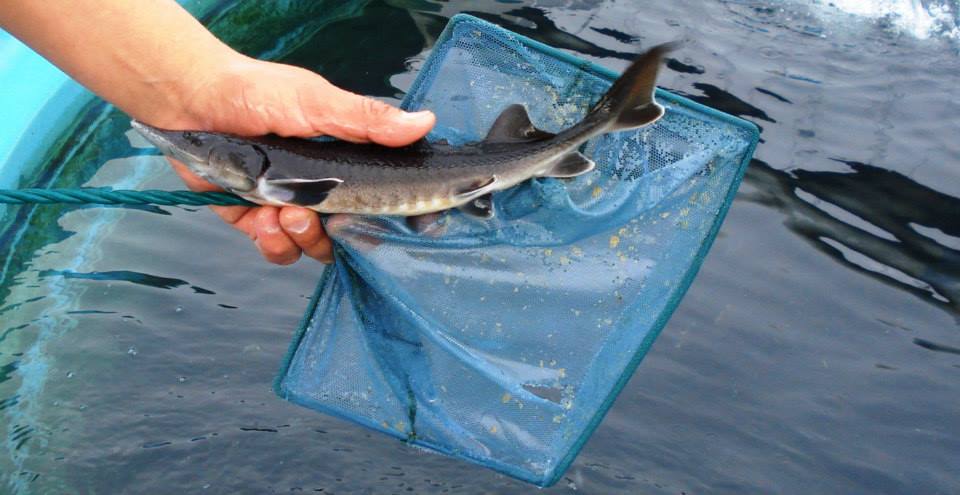 Yakama Nation Fishery Succeeds In Restoring Columbia River Sturgeon ...