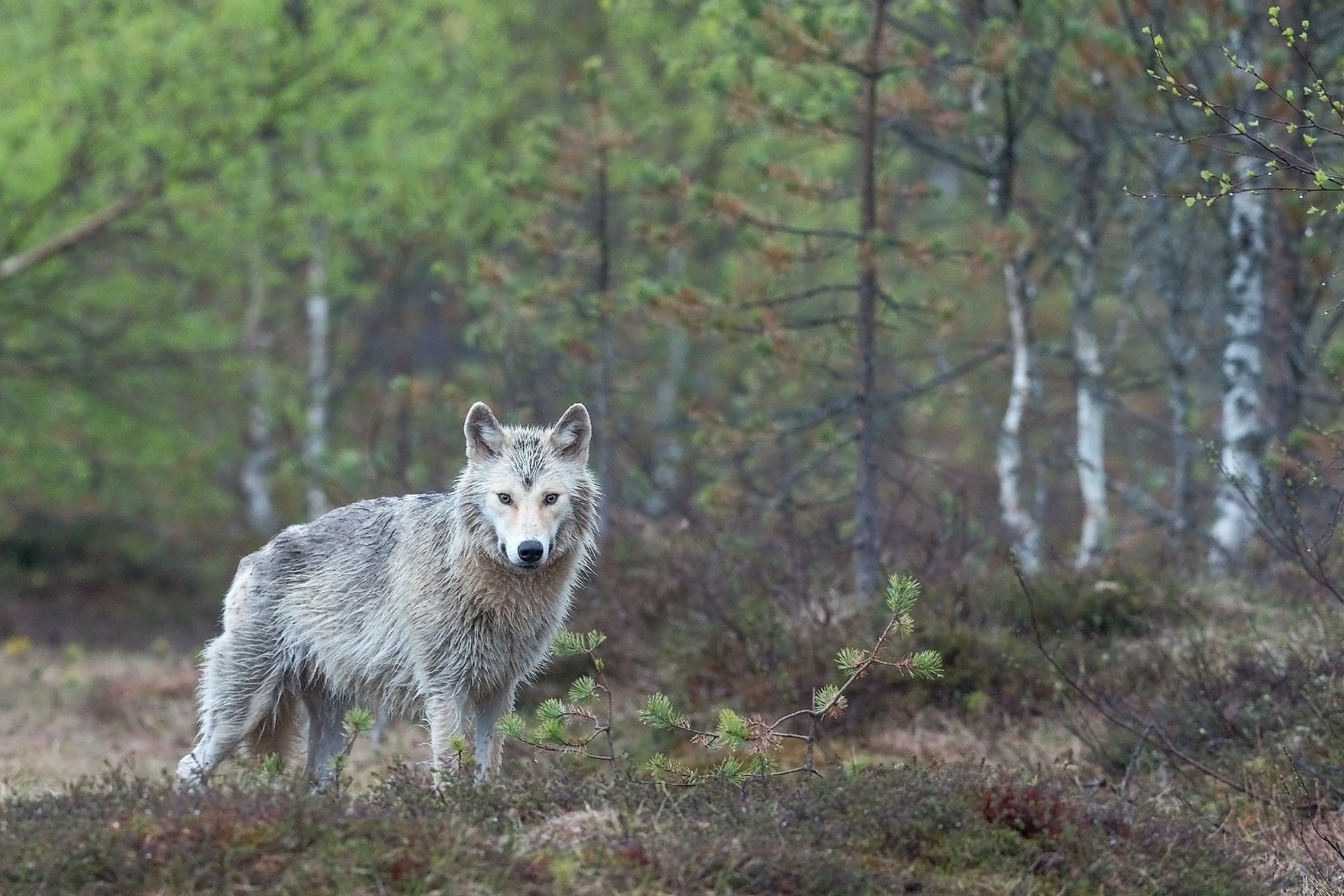 Want to Grow Forests? Protect Wolves. – State of the Planet