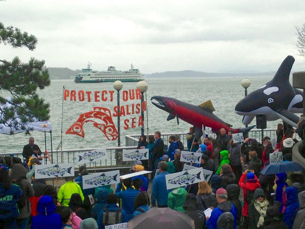 Rising Water Temperatures Could Be A Death Sentence For Pacific Salmon ...