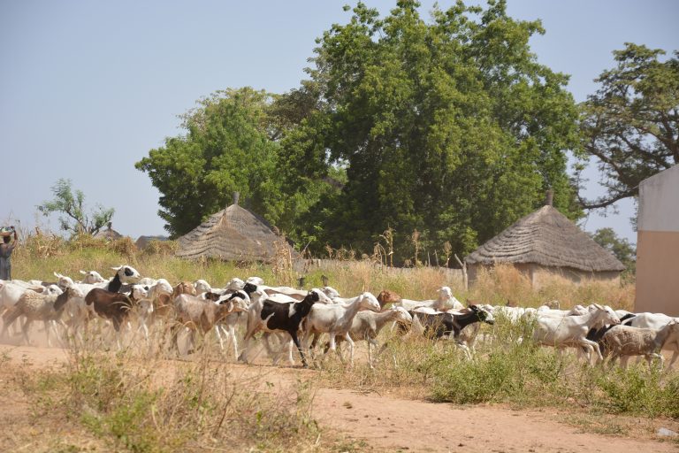 Combining Indigenous and Scientific Knowledge Enhances Fire Management ...