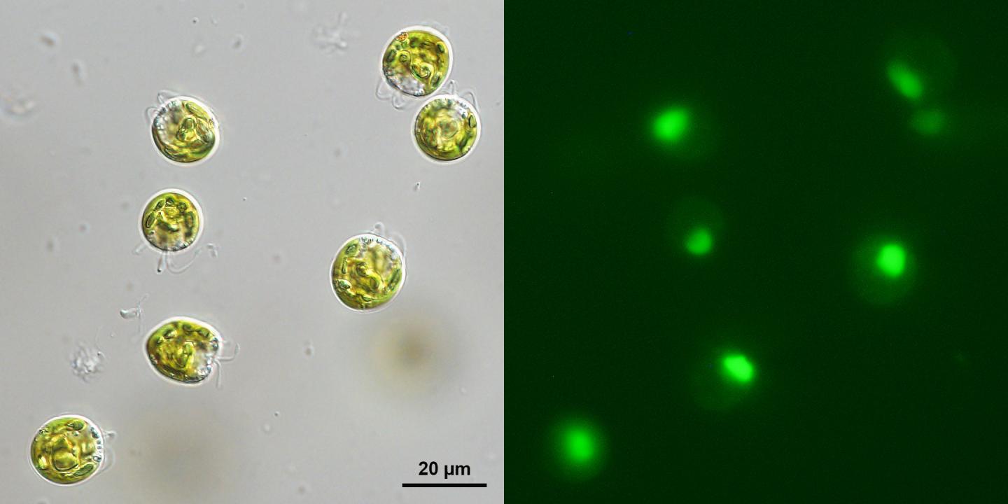 Yes, These Flesh-Eating Algae Are Real. And They Like Their Prey Alive ...