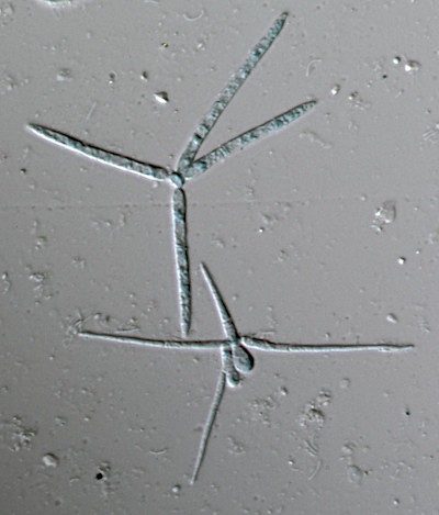 Glacier Melt Leads to Increased Carbon Dioxide Levels Due to These Tiny ...