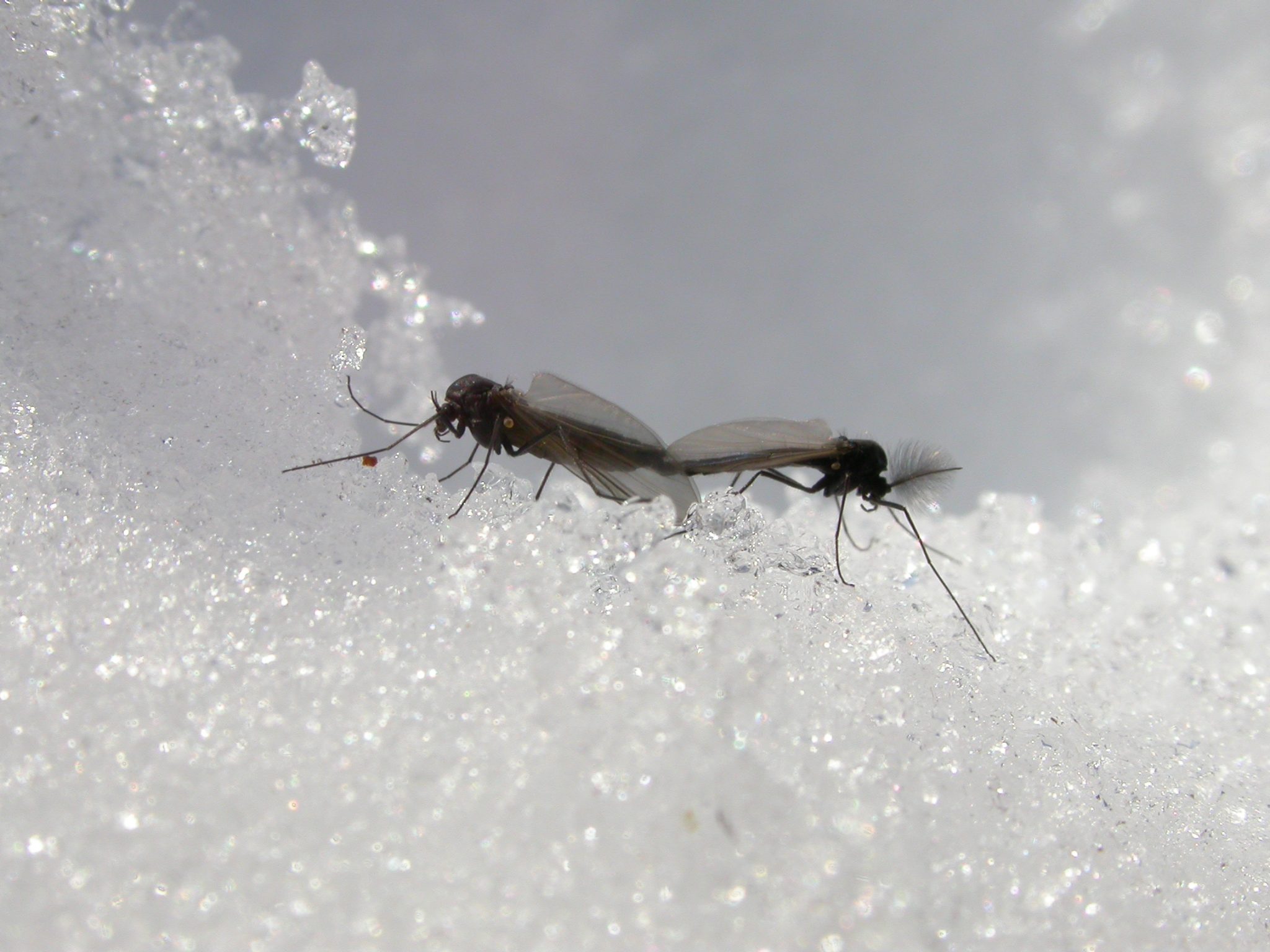 Scientist Questions Ethics of Collecting Endangered Insects for Study ...