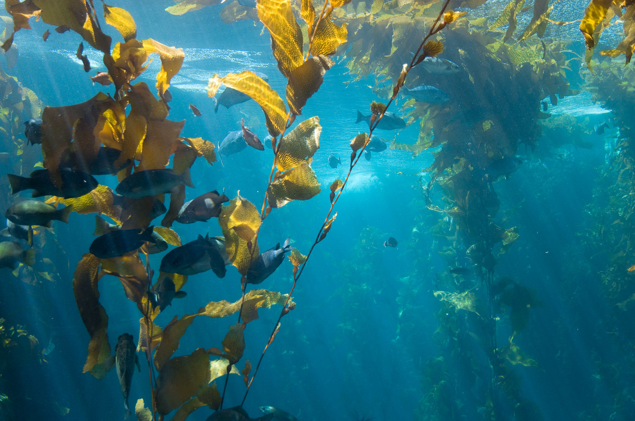 Sea Vegetables Are the Future of Farming – State of the Planet