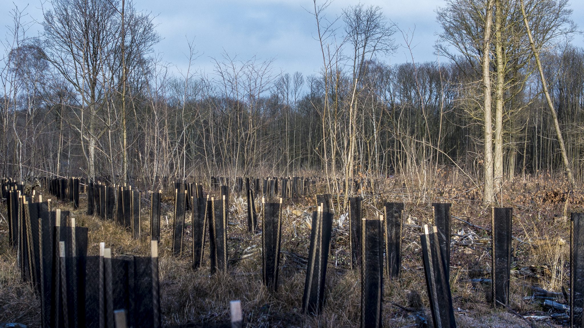 What Is Decarbonization, and How Do We Make It Happen? – State of the ...