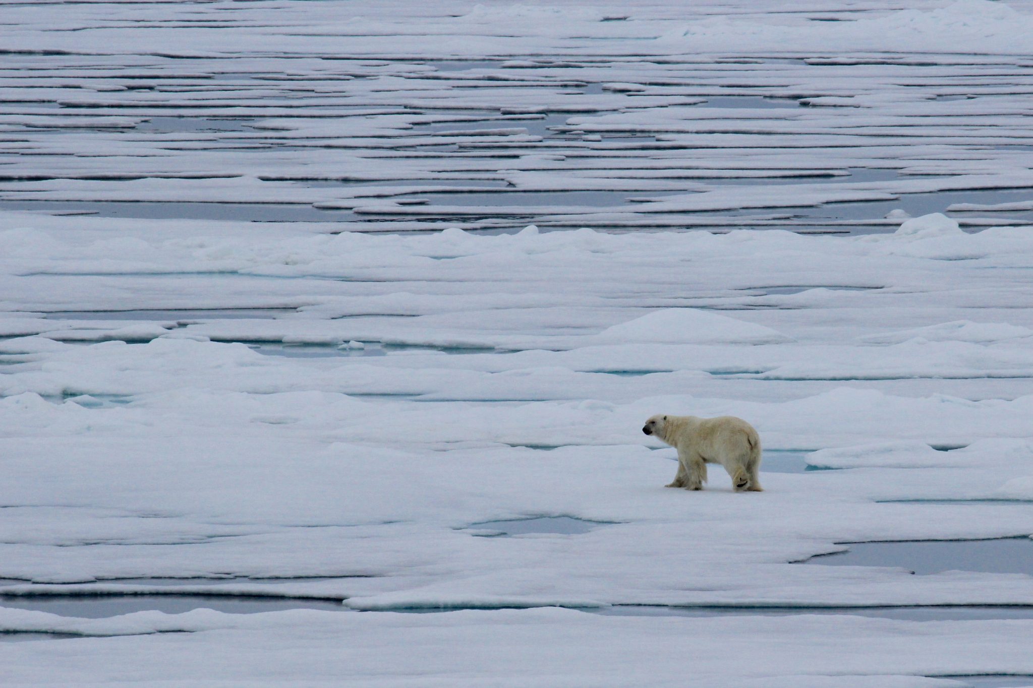 During Low-Ice Seasons, Some Polar Bears Are Turning to Glacier Ice ...